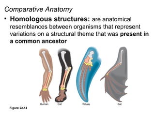 Evidence for evolution | PPT