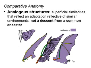 Evidence for evolution | PPT