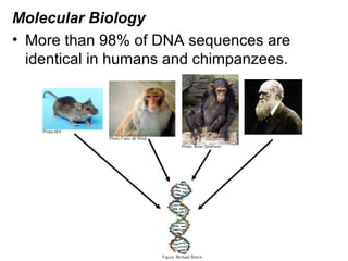 Molecular Biology Evolution