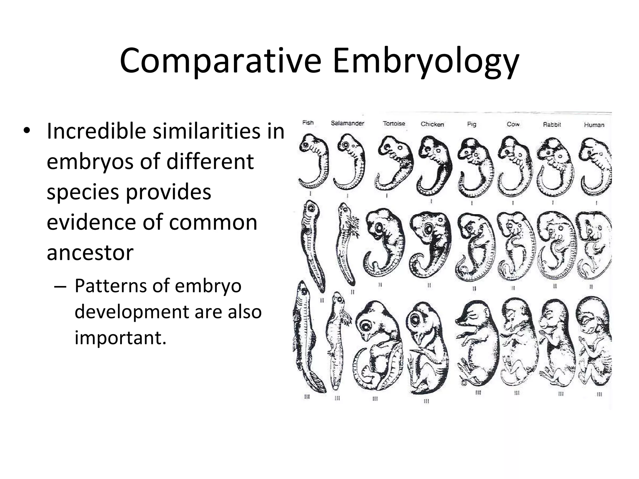 Evidence for evolution powerpoint | PPT