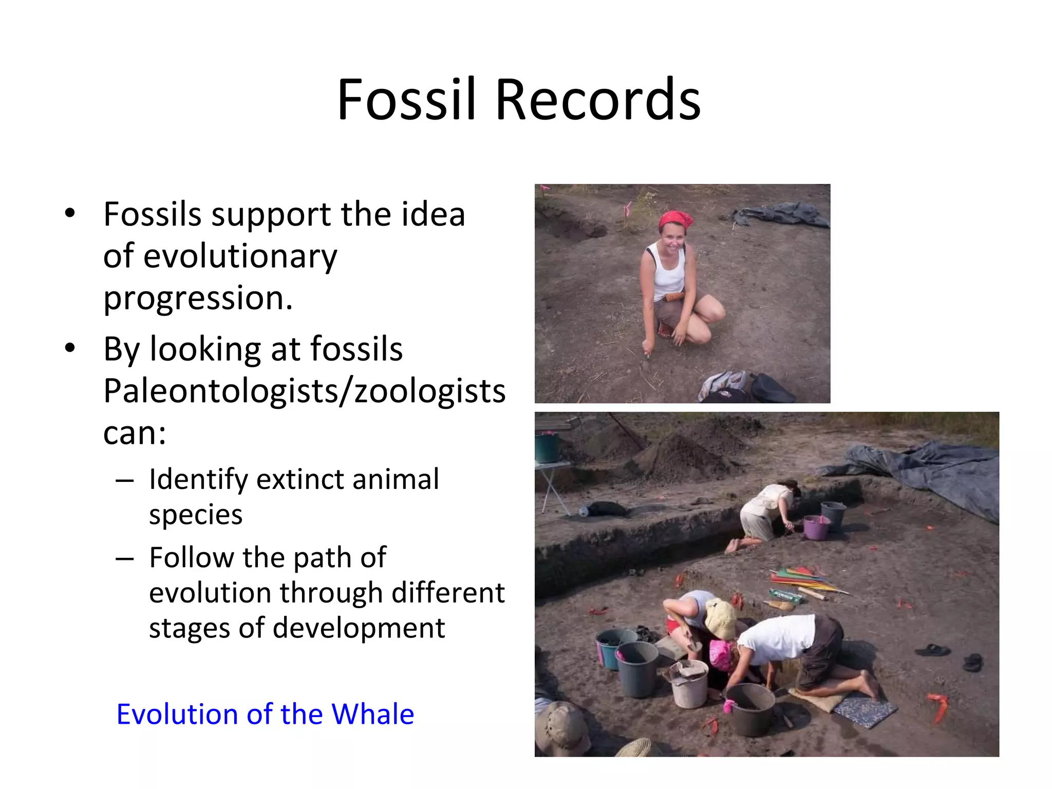 Evidence for evolution powerpoint | PPT