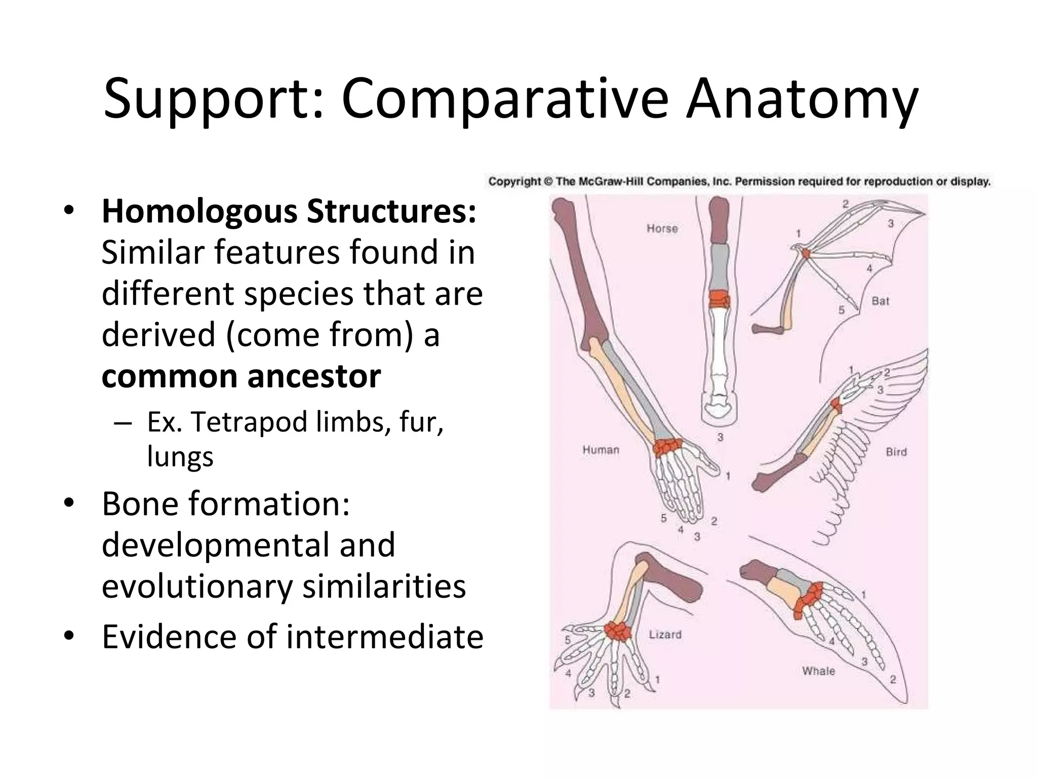 Evidence for evolution powerpoint | PPT