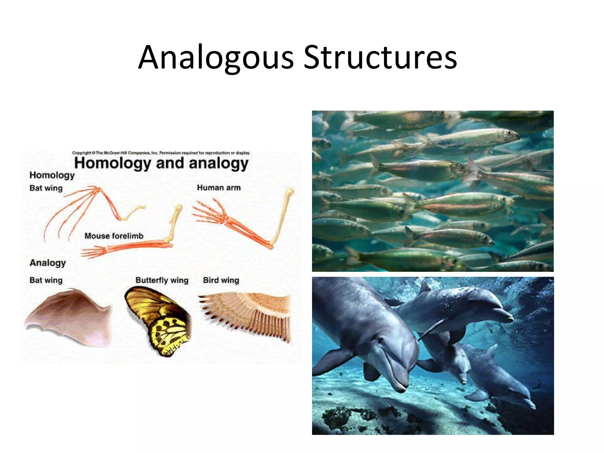 Evidence for evolution powerpoint | PPT