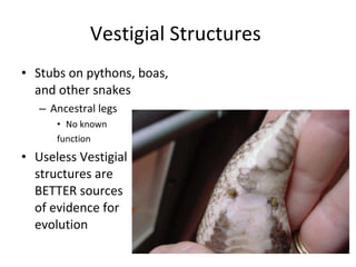 Evidence for evolution powerpoint | PPT