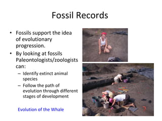 Evidence for evolution powerpoint | PPT
