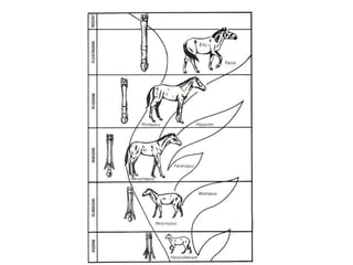 Evidence for evolution powerpoint | PPT
