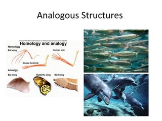 Evidence for evolution powerpoint | PPT