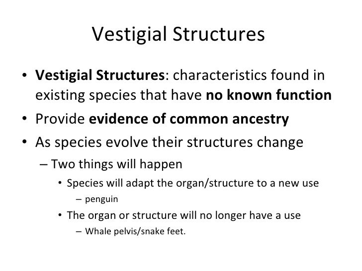 Vestigial Traits