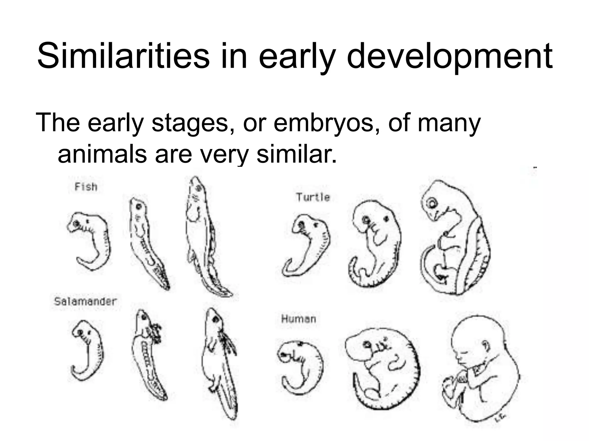Evidence for evo review | PPT