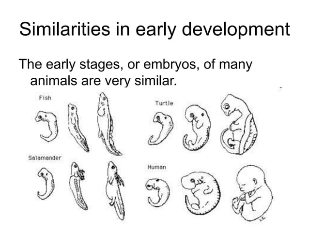 Evidence for evo review | PPT