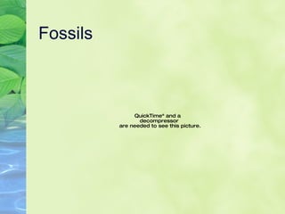 Evidence Of Evolution | PPT