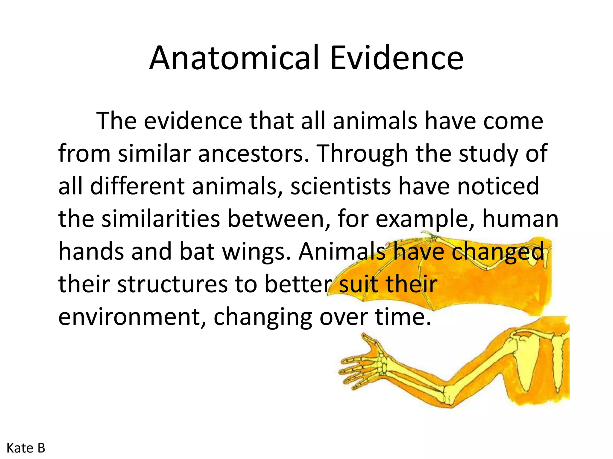 Evidence of evolution | PPTX