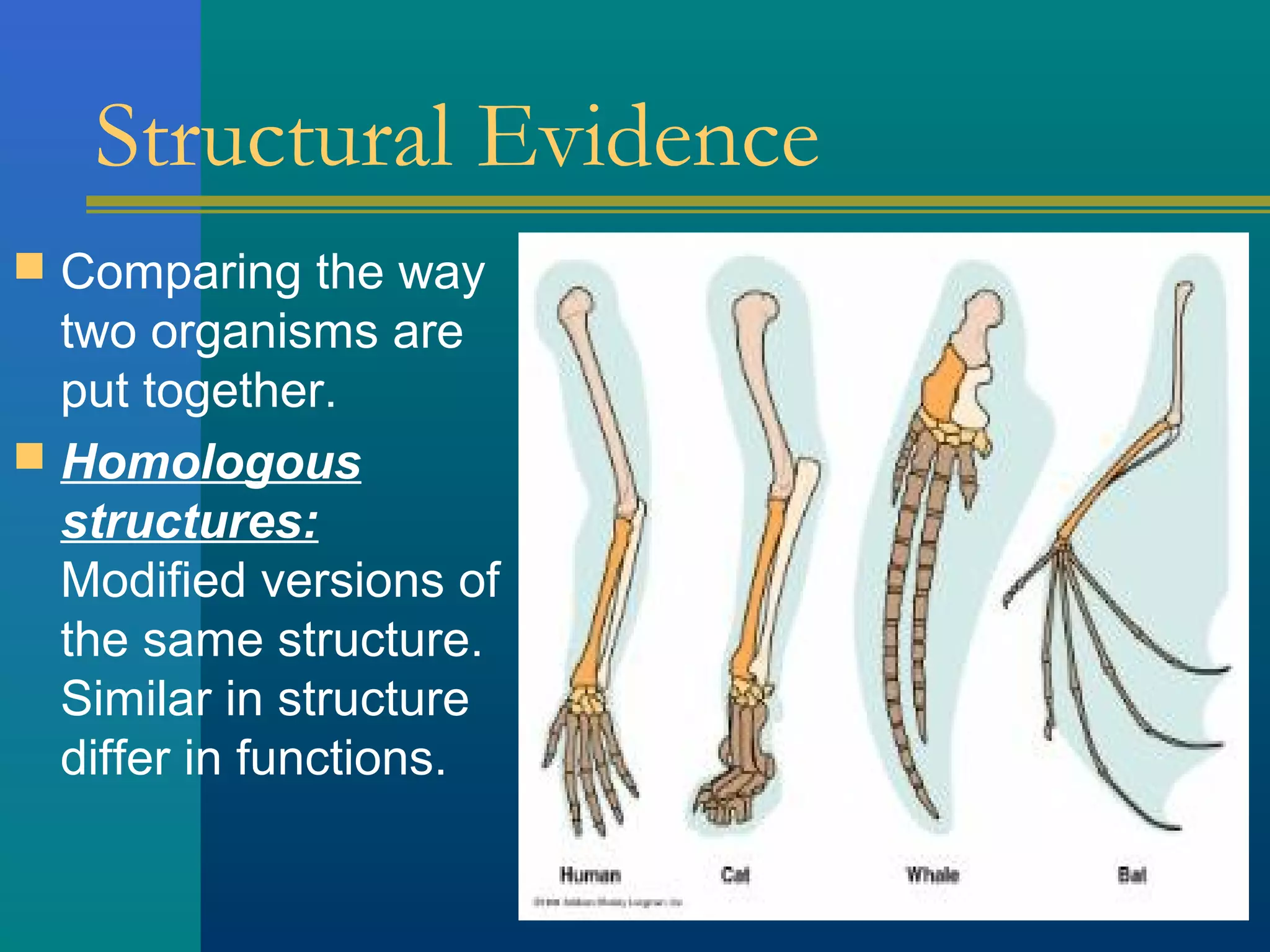 Evidence of evolution | PPT