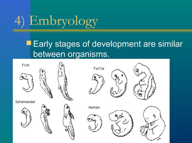 Evidence of evolution | PPT