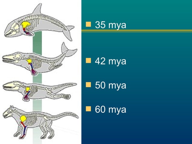 Evidence of evolution | PPT