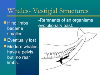 Evidence of evolution | PPT