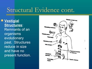 Evidence of evolution | PPT