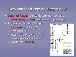 Evidence_of_Evolution.ppt