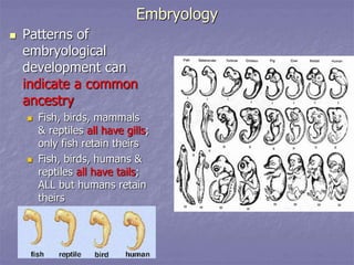 Evidence_of_Evolution.ppt