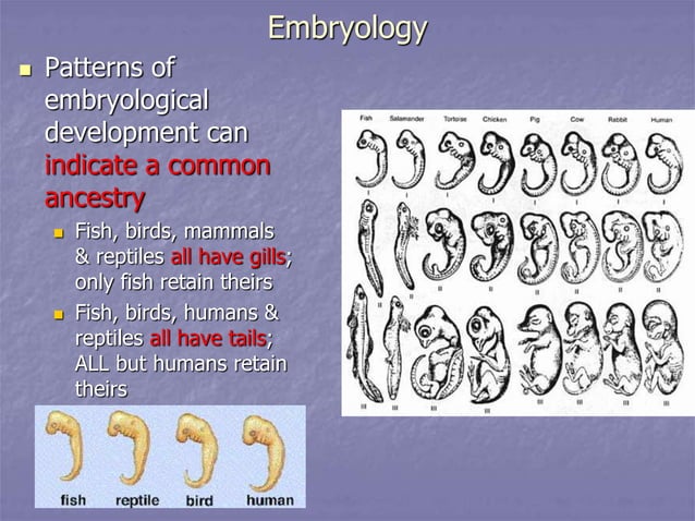 Evidence_of_Evolution.ppt