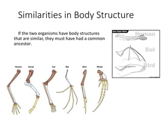 Evidence of evolution.pptx