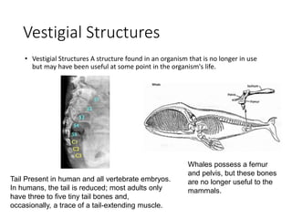 Evidence of evolution.pptx