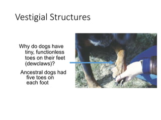 Evidence of evolution.pptx