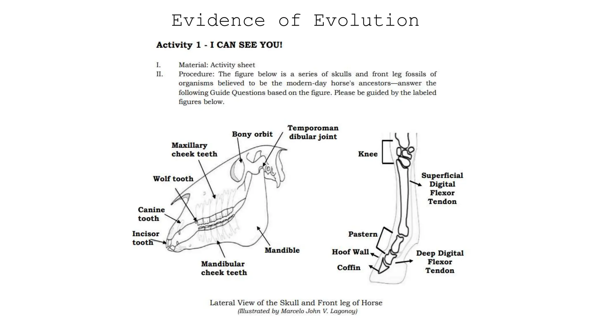 EVIDENCE OF EVOLUTION.pptx history of evolution | PPTX | Biological ...