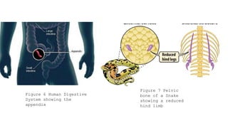 EVIDENCE OF EVOLUTION.pptx history of evolution | PPTX | Biological ...