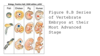EVIDENCE OF EVOLUTION.pptx history of evolution | PPTX | Biological ...