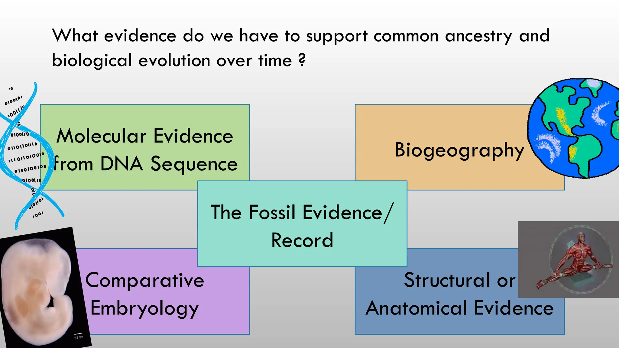 EVIDENCE ÓF EVOLUTION BY CHARLES DARWIN.pptx