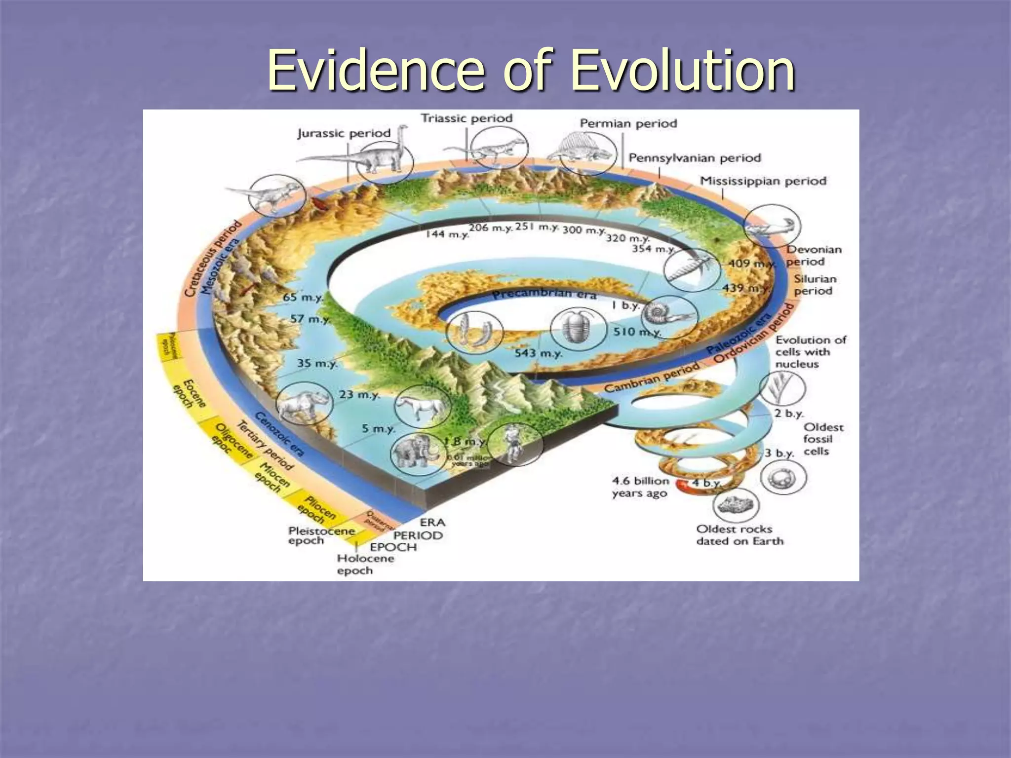 Evidence_of_Evolution-observe.ppt | Biological Sciences | Science