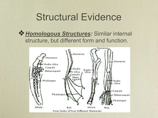evidenceofevolution-ppt1.pptsuper duper easy | PPT