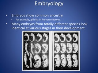 Evidence of evolution | PPTX | Geology | Science