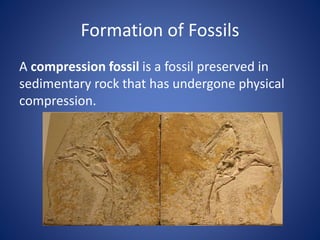 Evidence of evolution updated | PPT