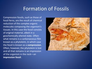 Evidence of evolution updated | PPT