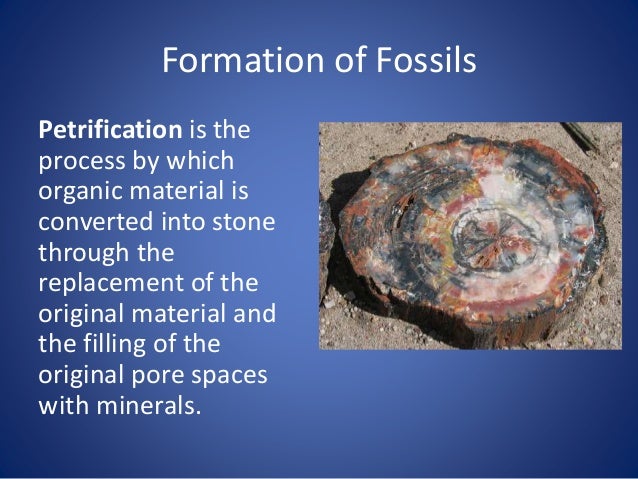 Evidence of evolution updated