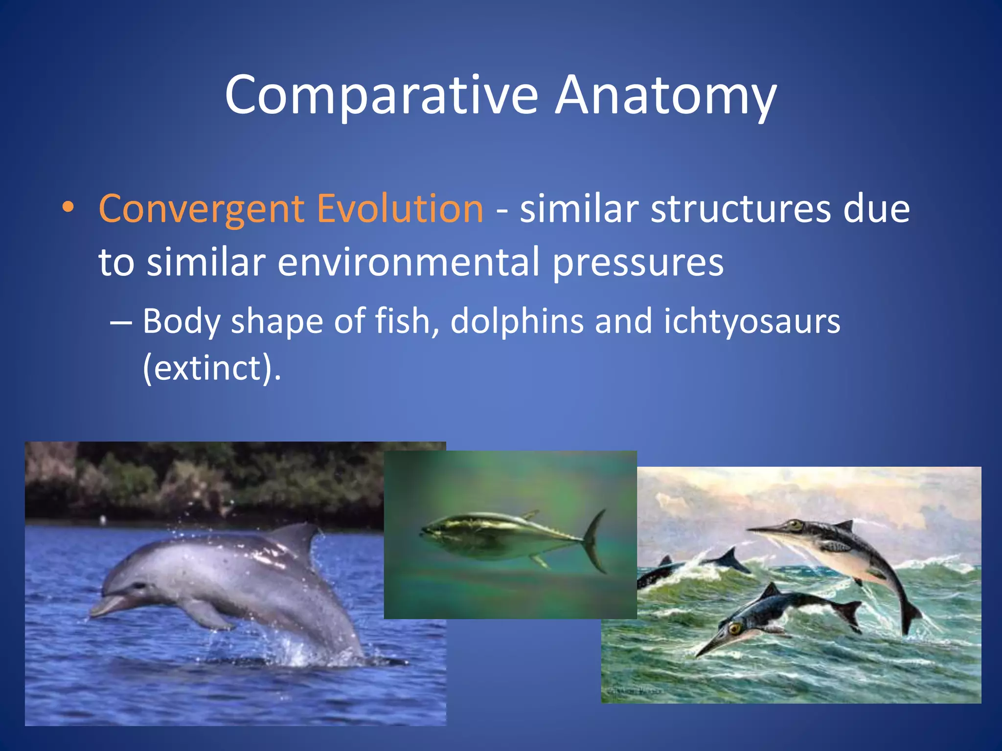 Evidence of evolution | PPTX