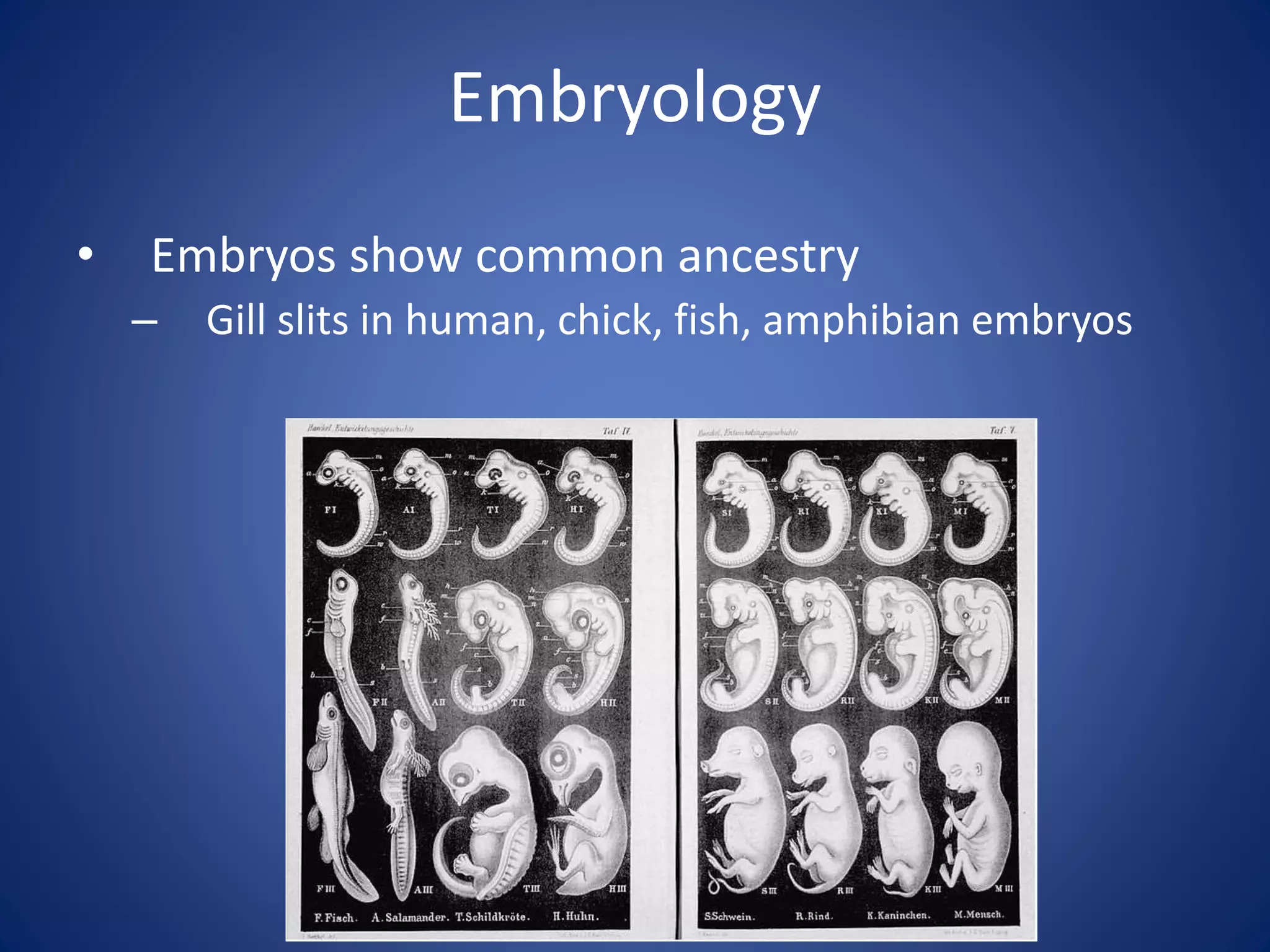 Evidence of evolution | PPTX