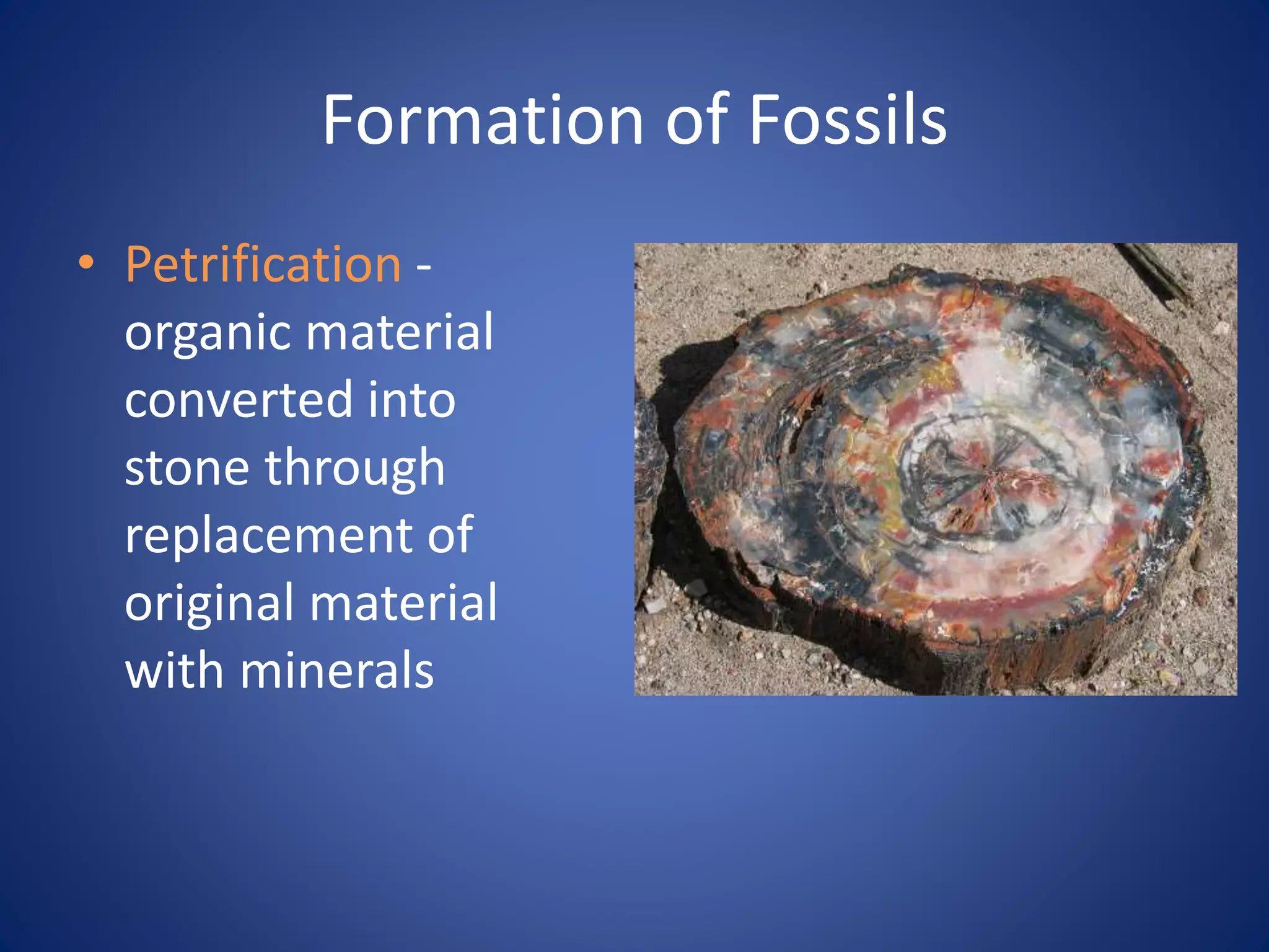 Evidence of evolution | PPTX