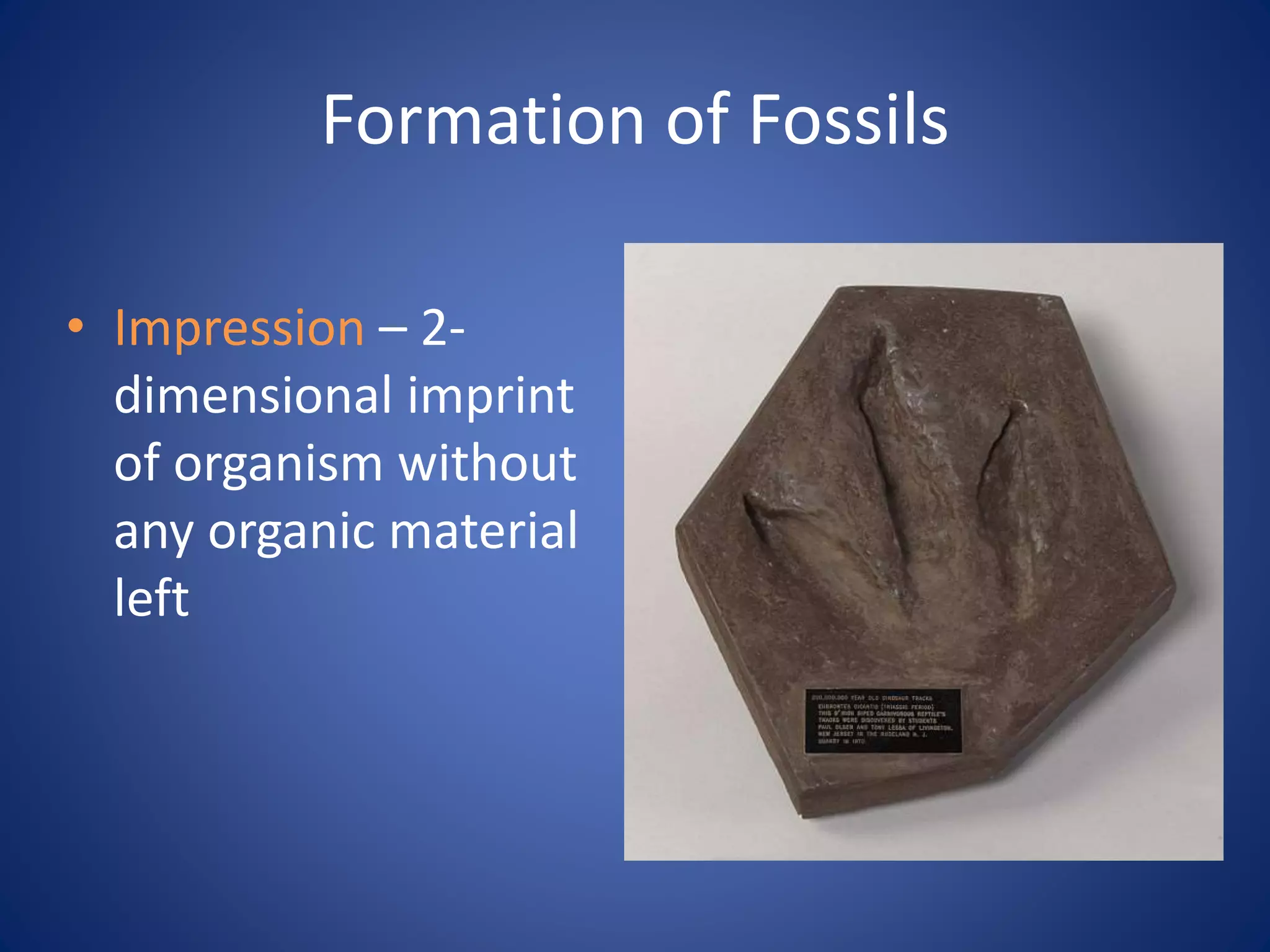 Evidence of evolution | PPTX