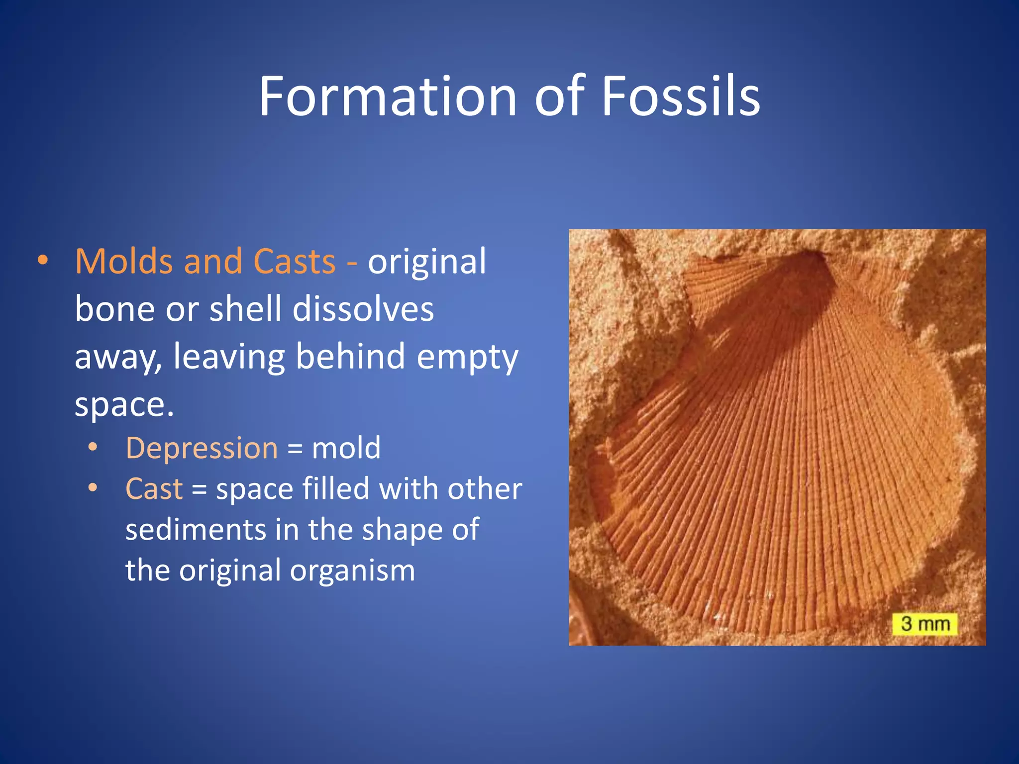Evidence of evolution | PPTX