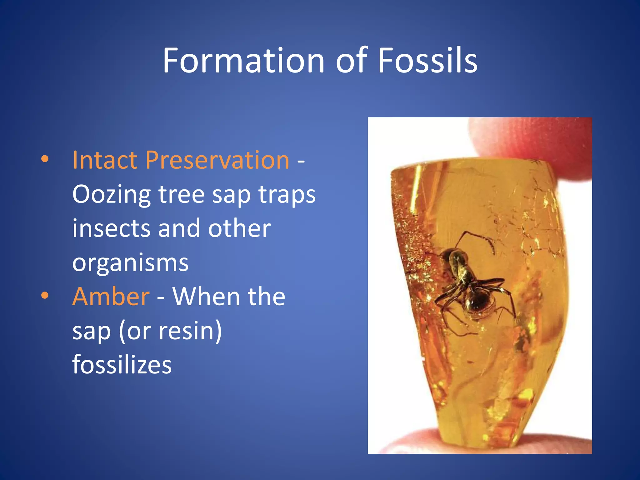 Evidence of evolution | PPTX