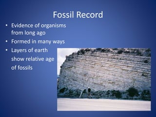 Evidence of evolution | PPTX