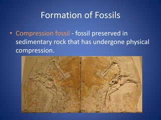 Evidence of evolution | PPTX