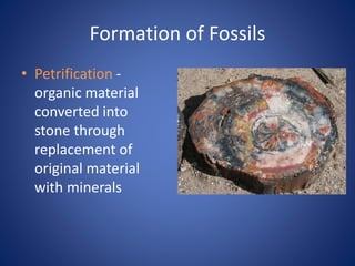 Evidence of evolution | PPTX