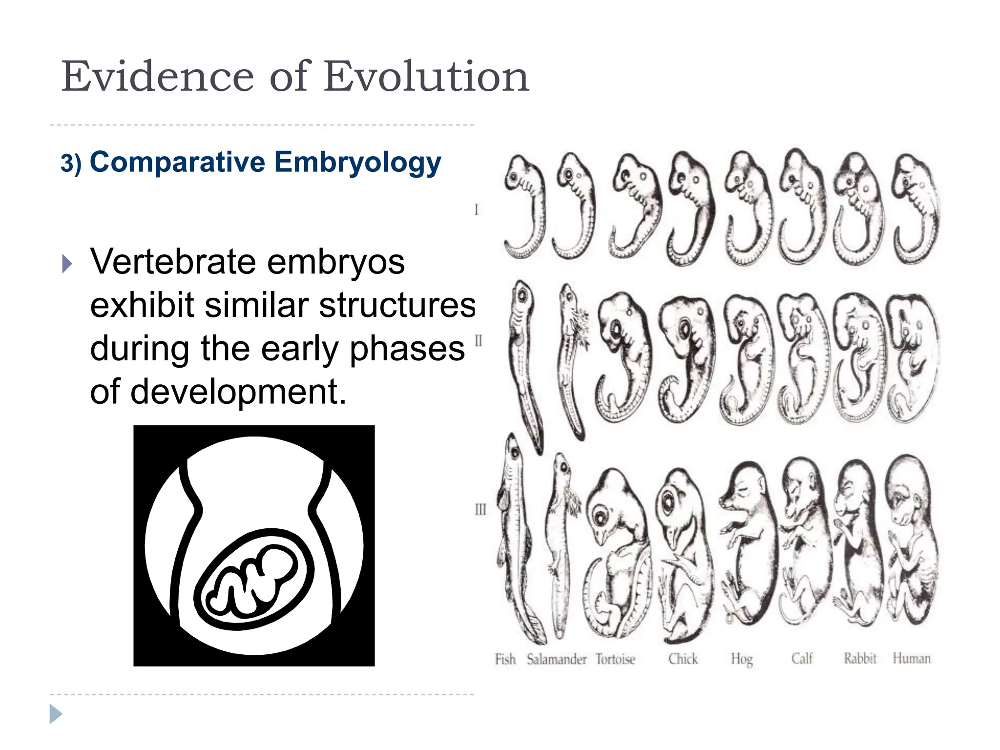 science 10 Evidence of Evolution 2nd.ppt