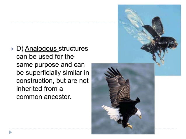 science 10 Evidence of Evolution 2nd.ppt