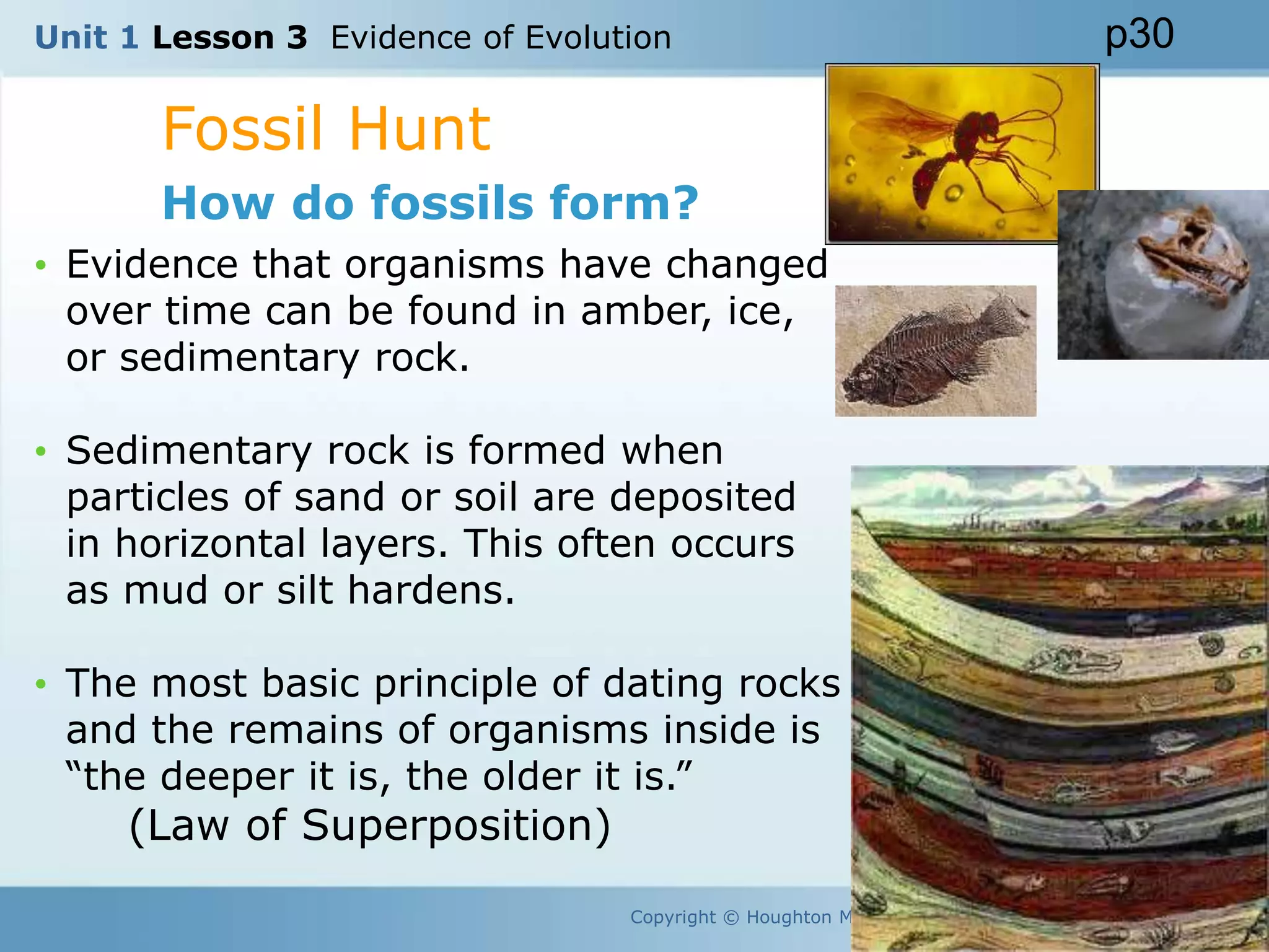 Evidence of Evolution (3).ppt