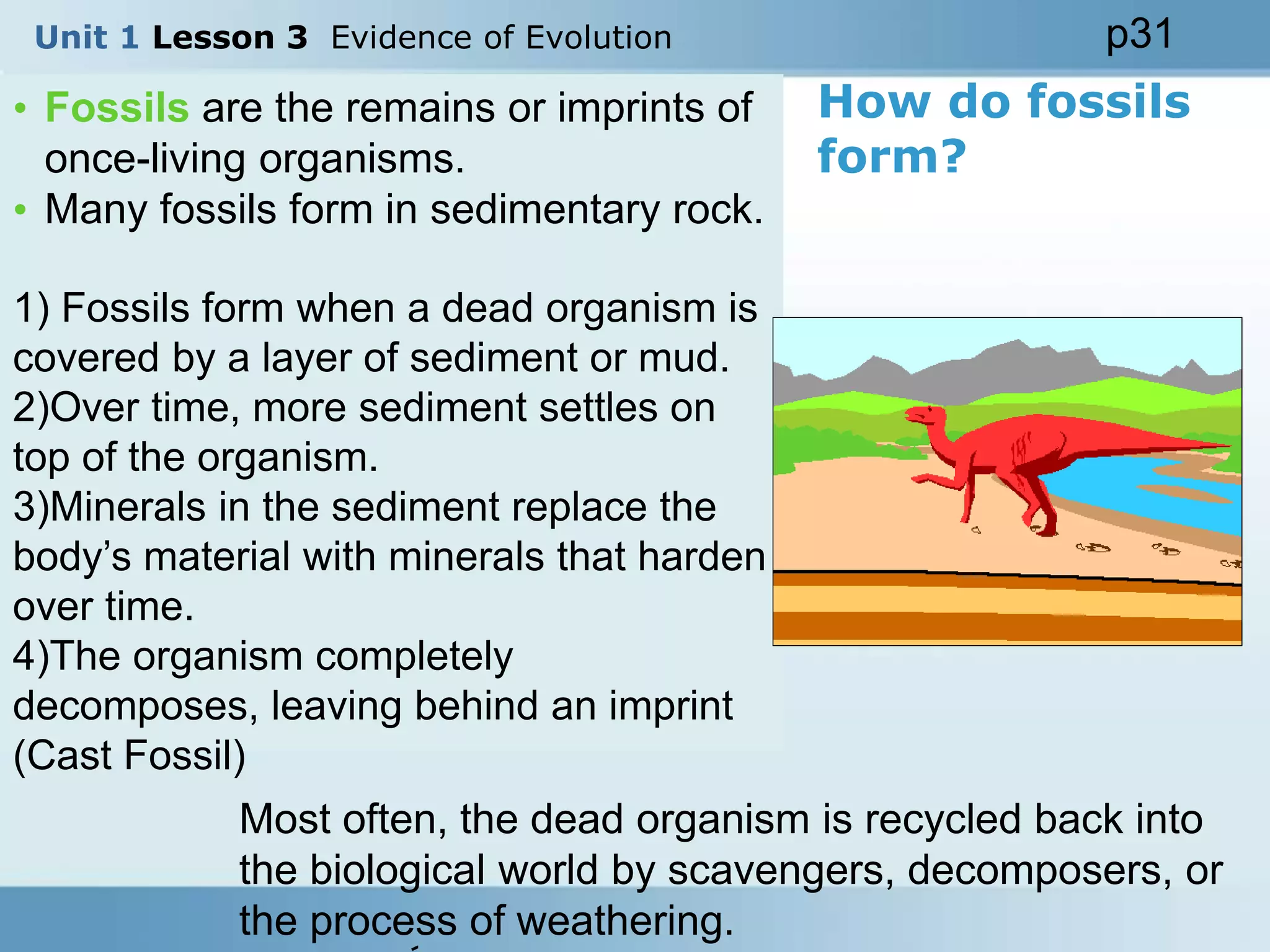 Evidence of Evolution (3).ppt